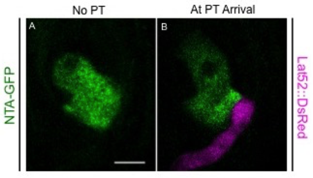 Kessler Lab Pollen Tube Reception
